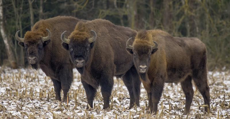 Żubry w Bieszczadach | Góry i ludzie